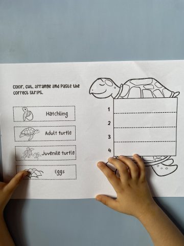 Sea Turtle Life Cycle Activity - A Toddler With a Pencil