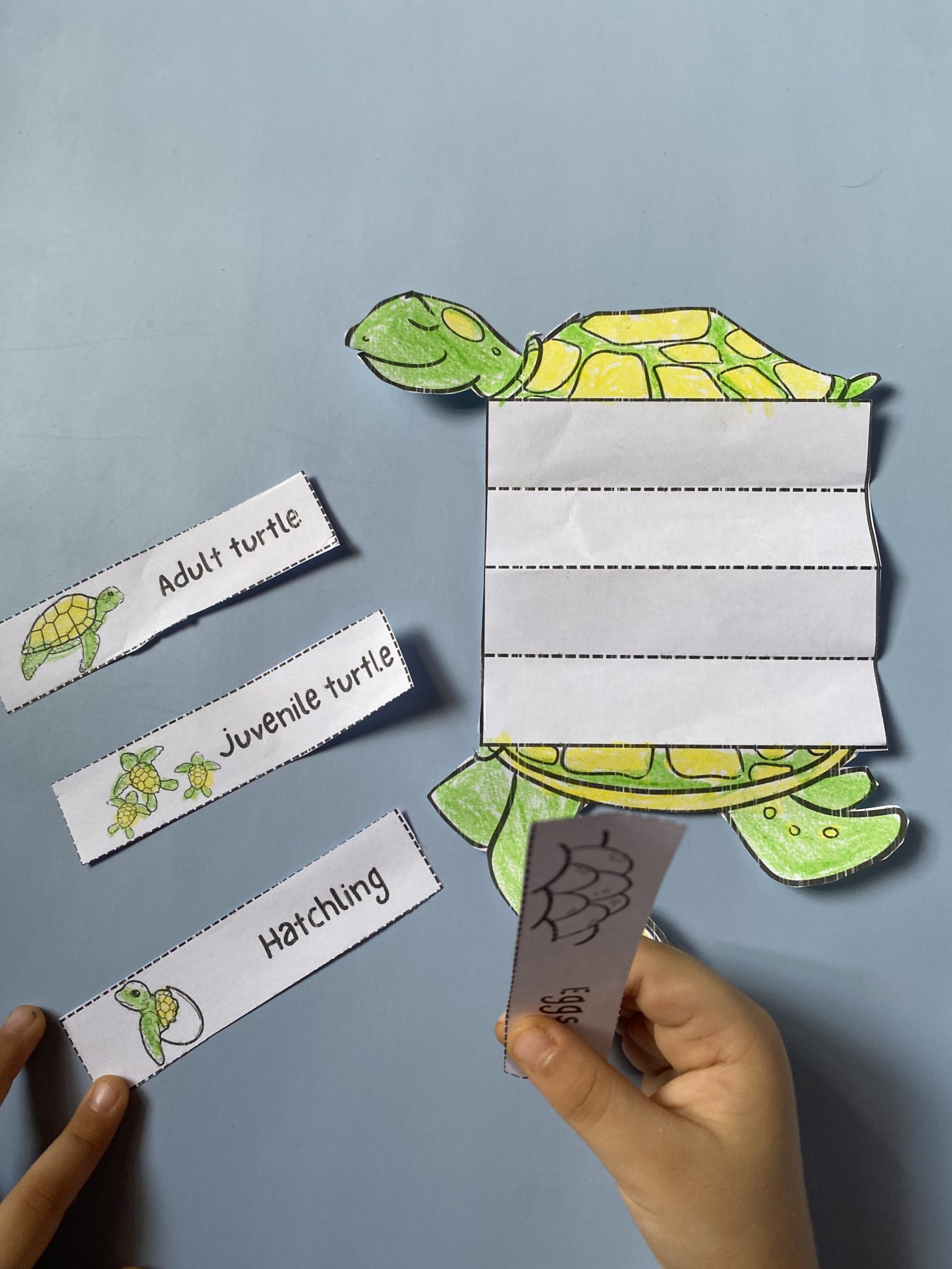Sea Turtle Life Cycle Activity - A Toddler With a Pencil