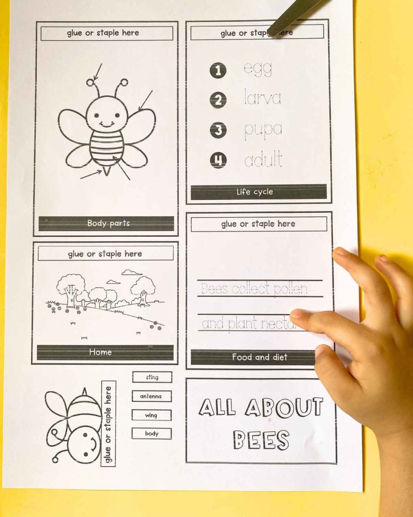 Bee Life Cycle Flipbook - A Toddler With a Pencil